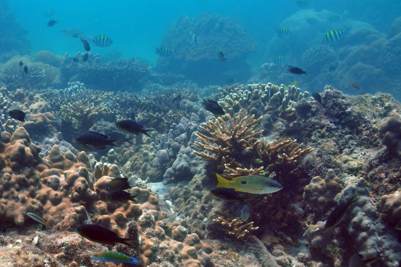 Status and Trends of Arabian Gulf Coral Reefs: Data Integration and ...